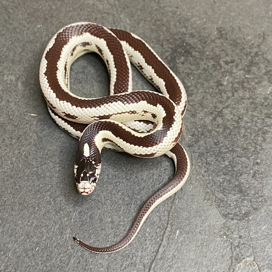 5 Lot Cal Kings - Various Morphs California Kingsnake by Great Basin ...
