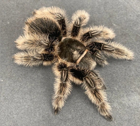 25 Lot Tliltocatl Albopilosus "Nicaragua" - Nicaraguan Curly Hair ...