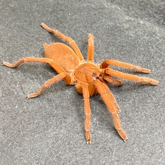 10 Lot - 0.5" Spiderlings - Philippine Orange (Selenobrachys ...