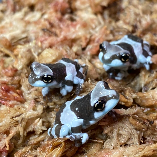 Amazon Milk Frogs - Trachycephalus Resinifictrix - 0.75"+ by Great ...