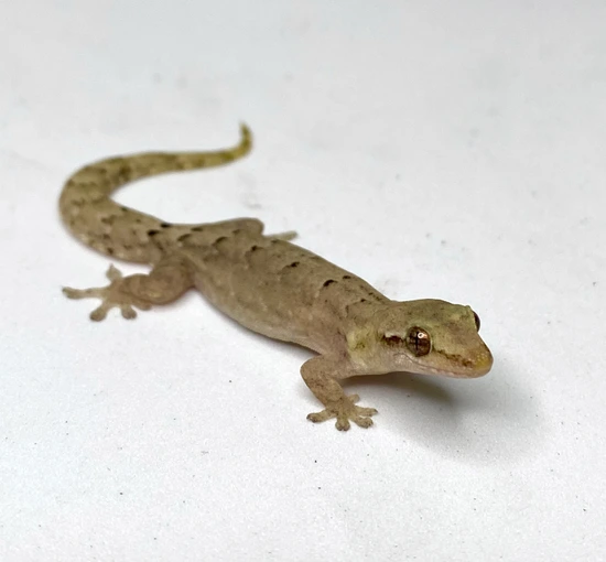 15 Lot Baby Mourning Geckos by Great Basin Serpentarium, LLC