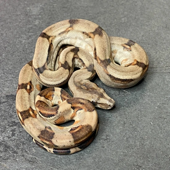 Peruvian Long-tail Boa (B. C. Longicauda - Male ID: 25DS8M) Peruvian ...
