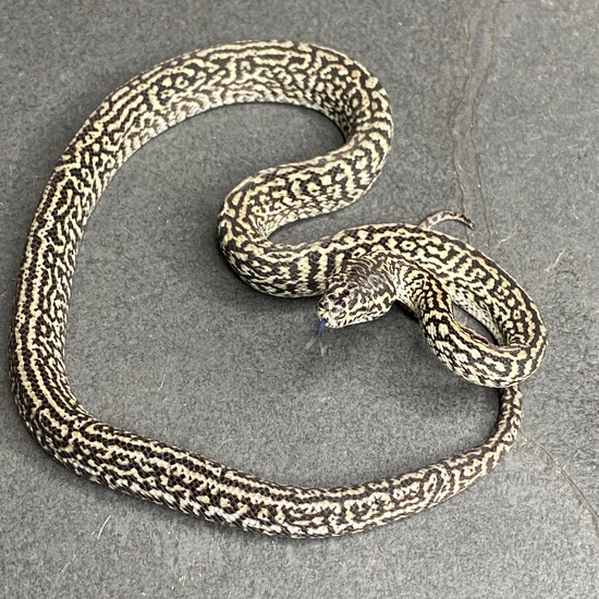 Zebra Jungle Carpet Python (Female - ID: 25CJ7F) by Great Basin Serpentarium, LLC