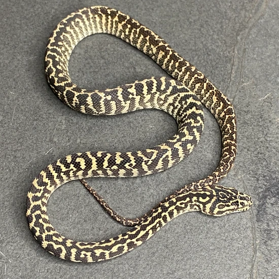 Zebra Jungle Carpet Python (Female - ID: 25CJ5F) by Great Basin Serpentarium, LLC