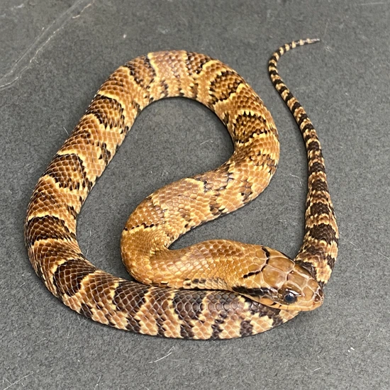 False Water Cobra (Hydrodynastes Gigas - Female ID: 25DM3F) by Great ...