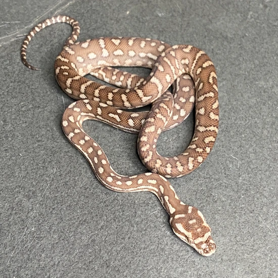 Bredl's Python (Female - ID: 25EO10F) Centralian Carpet Python by Great ...