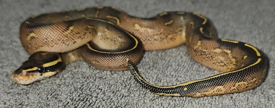 Cinnamon Freeway Ball Python by Green Dragon Brokers