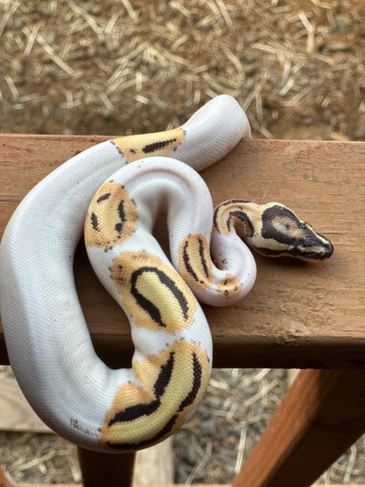 Emoji Fire Orange Dream Piebald Het Clown Ball Python by Infinity Morphs