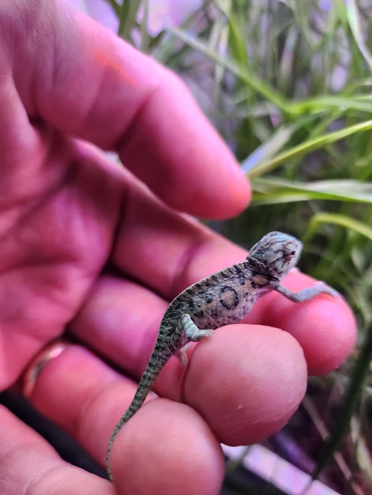 F2 Male Carpet Chameleon More Chameleon by The world of Unz-arium