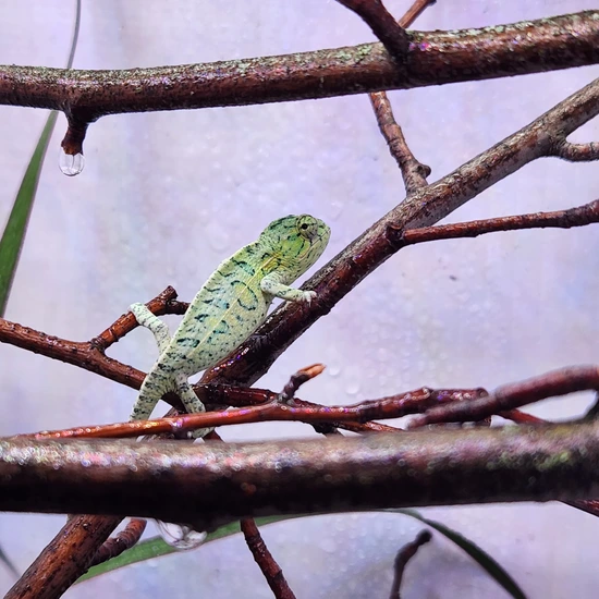 UNRELATED Carpet Chameleon Pairs PRE-ORDER More Chameleon by The world ...