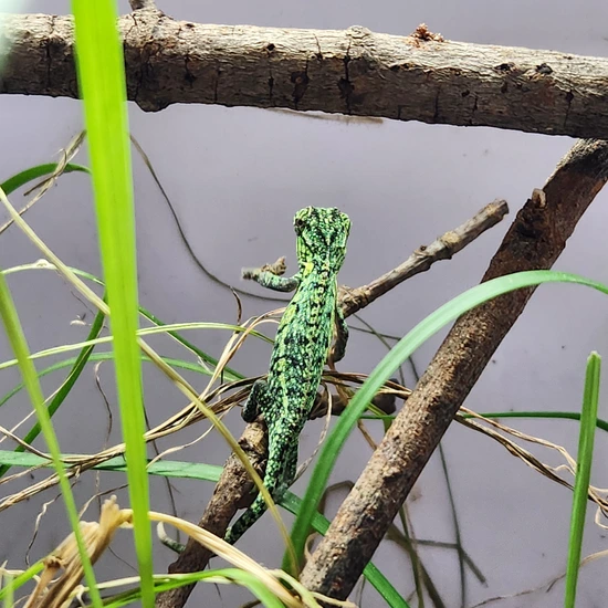 Carpet Chameleon Unrelated Pair More Chameleon by The world of Unz-arium