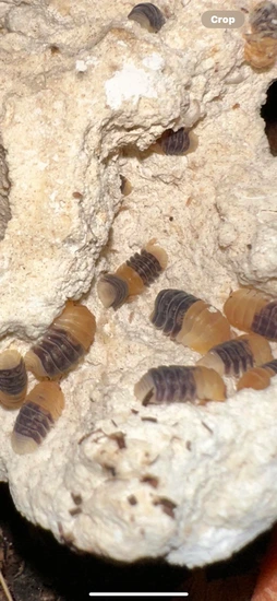 12+ct RUBBER BEES Isopod by The world of Unz-arium