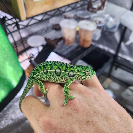 CARPET CHAMELEON BREEDER Male More Chameleon by The world of Unz-arium
