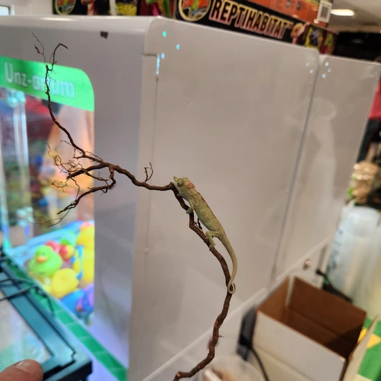 Furcifer Antimena Babies More Chameleon by The world of Unz-arium