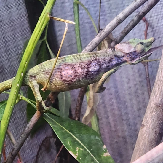Captive Hatched Furcifer Antimena Babies More Chameleon by The world of ...