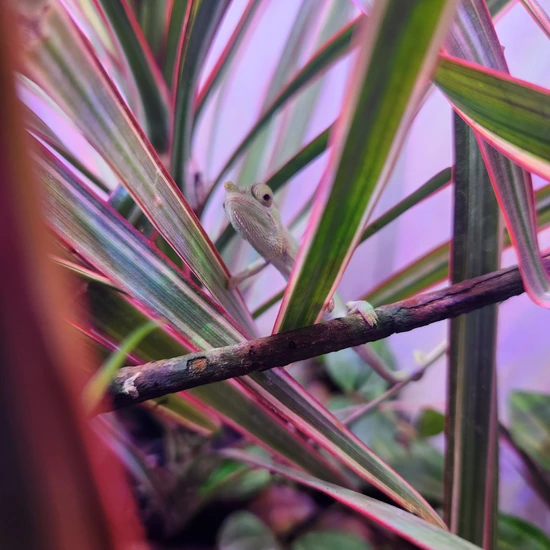 Captive Hatched Furcifer Antimena Babies More Chameleon by The world of ...