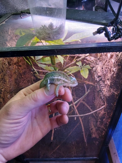 Pet Only!! Male Carpet Chameleon More Chameleon by The world of Unz-arium