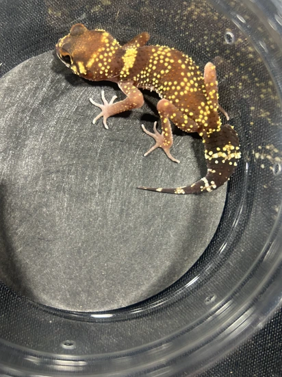 Milii Knob-Tailed Gecko by Matt Skrypka Geckos