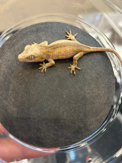 Orange Gargoyle Gecko by Matt Skrypka Geckos