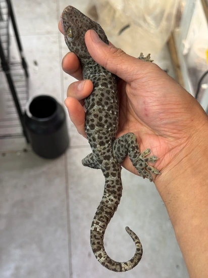 Blue Granite Tokay Gecko by Gekko & Gecko, LLC