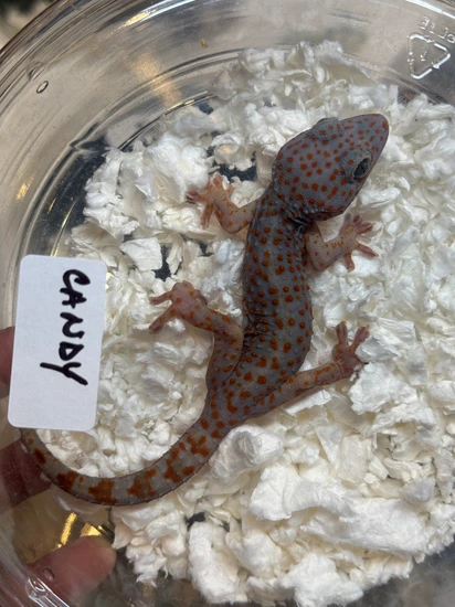 CB Candy Tokay Gecko by Gekko & Gecko, LLC
