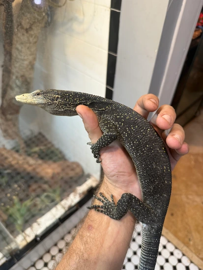 Long Term Captives Pair 1.1 Golden-Spotted Tree Monitor by Gecko City