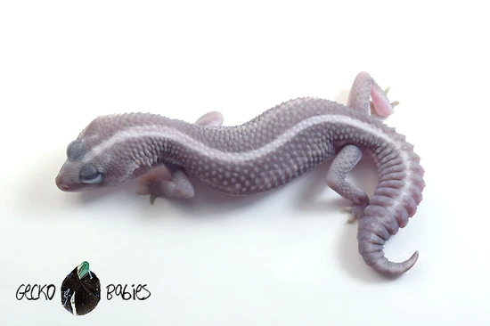 SALE! Striped Ghost Oreo Patternless African Fat-Tailed Gecko by Gecko ...