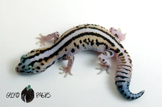 50% OFF SALE! Striped White Out Patternless 100% Double Het Ghost X ...