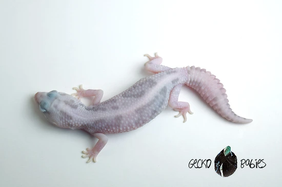 SALE! Striped White Out Ghost Oreo Zulu African Fat-Tailed Gecko by ...