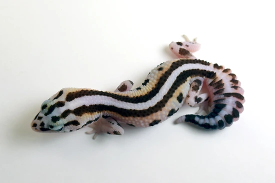 SALE! Striped White Out Patternless 66% Double Het Ghost X Oreo African ...