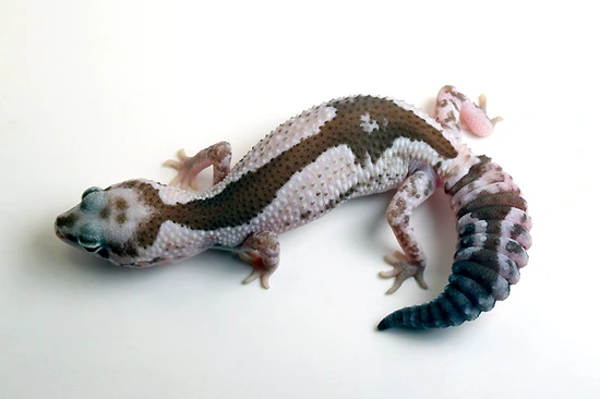 SALE! Oreo Zulu 66% Het Caramel *SLIGHT UNDERBITE* African Fat-Tailed ...