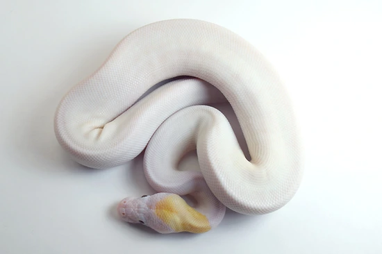 Banana Pinto Pied 50% Het Albino Ball Python by Gecko Babies