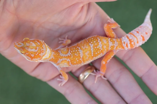 Pet Leopard Gecko by Noble Family Fauna