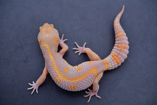 Tangerine Tremper Melanistic (Lava Line) - Male (See Description ...