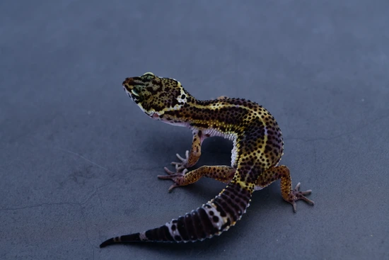 Pet Only Leopard Gecko by Geckoboa