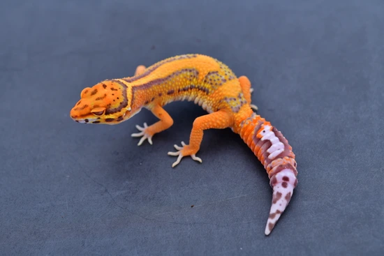Firebold Cross Tangerine Bold Bell Leopard Gecko by Geckoboa