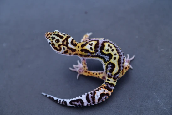 Pet Only Leopard Gecko by Geckoboa
