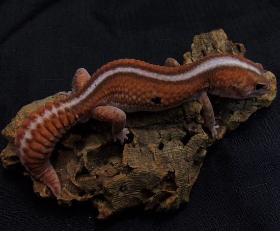 **SALE** Stripe Patternless Ph Ghost Ph Oreo African Fat-Tailed Gecko ...