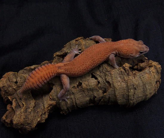 **SALE** Ph Ghost Ph Oreo African Fat-Tailed Gecko by Gecko Element