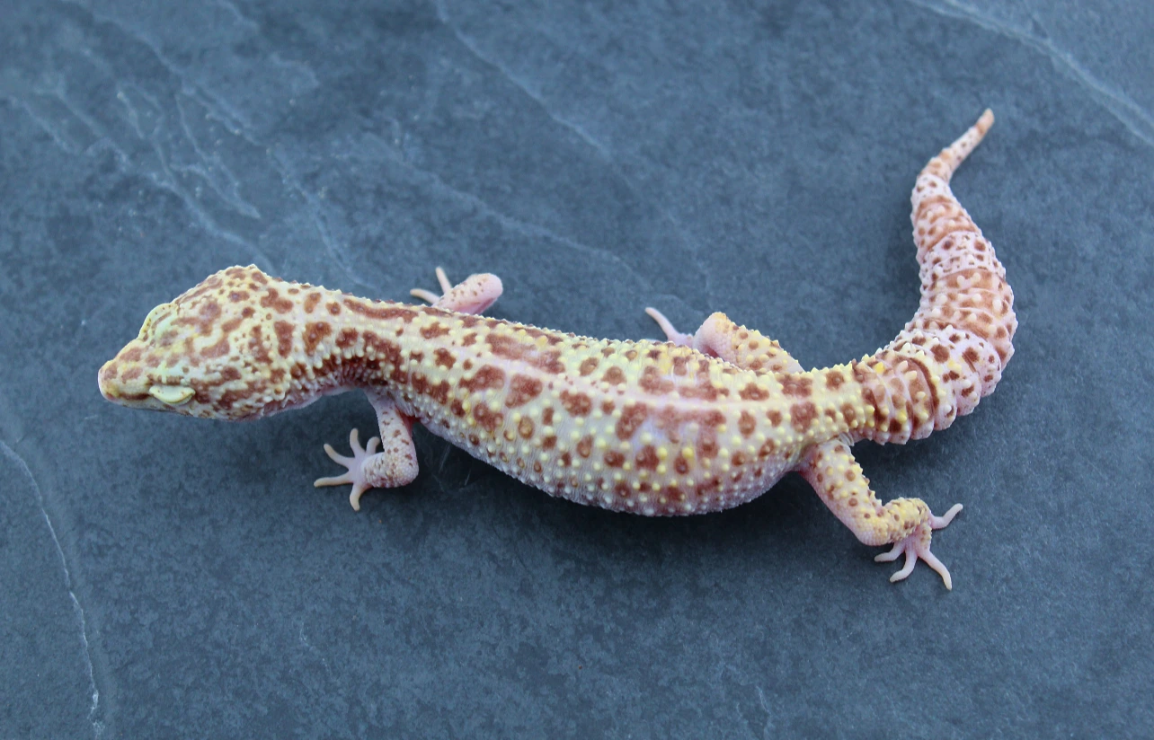 Gecko Freak's Collection - MorphMarket