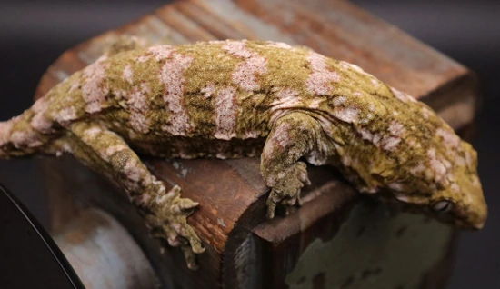 High Pink Leachianus Gecko by Gecko Haven