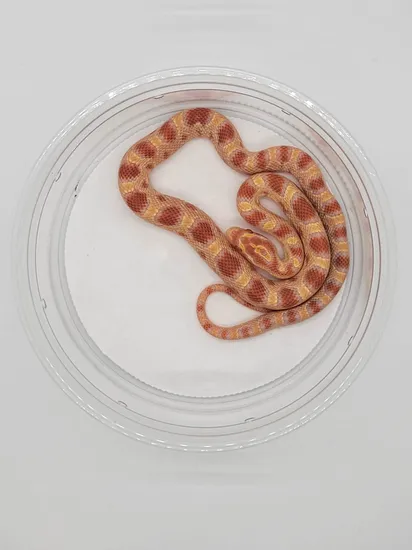 Reverse Okeetee Corn Snake by The Reptile Company of Wisconsin