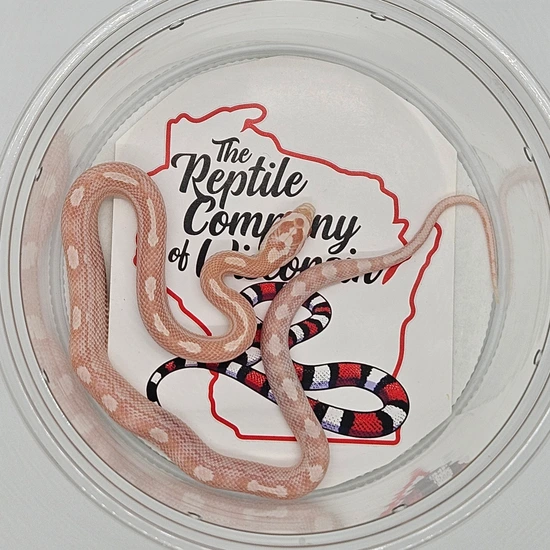 Coral Snow Motley Corn Snake by The Reptile Company of Wisconsin