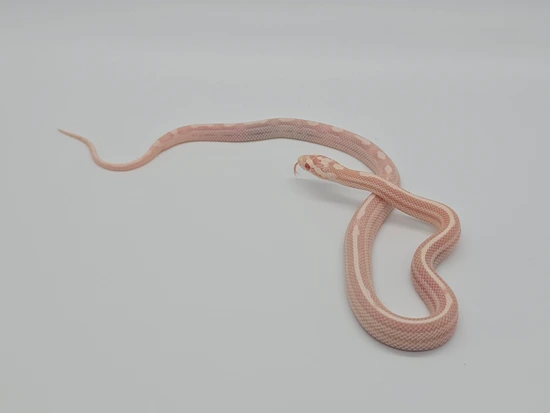 Coral Snow Motley Corn Snake by The Reptile Company of Wisconsin