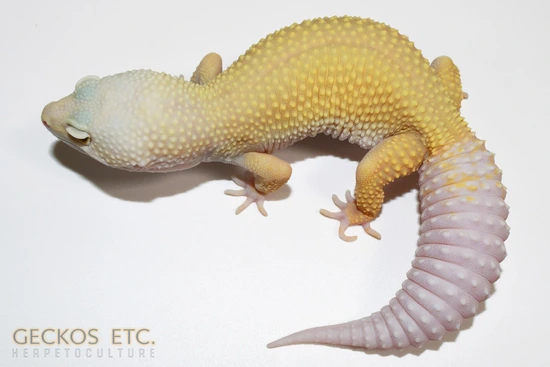 Rainwater Patternless Albino Leopard Gecko by Geckos Etc. Herpetoculture