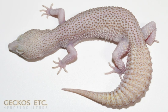 Super RADAR Leopard Gecko, 100% Het White Knight by Geckos Etc ...
