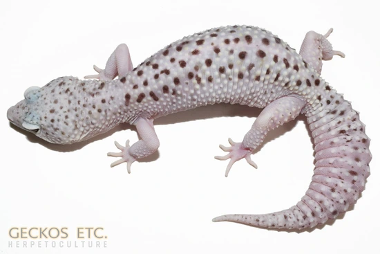 White And Yellow Mack Snow Eclipse, 100% Het RADAR Leopard Gecko by ...