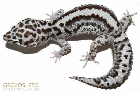 Bold Stripe Mack Snow Leopard Gecko by Geckos Etc. Herpetoculture