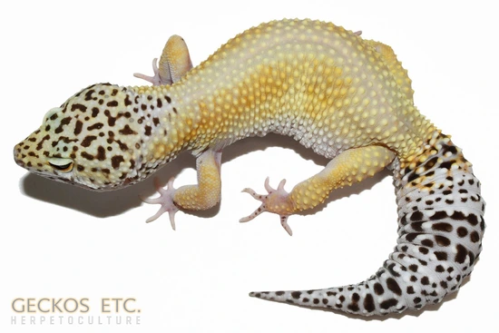 Mack Snow Ghost Leopard Gecko by Geckos Etc. Herpetoculture