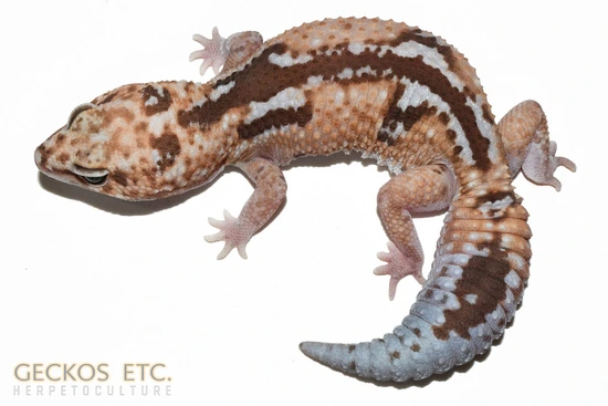 Whiteout Zulu Fat Tail Gecko African Fat-Tailed Gecko by Geckos Etc ...